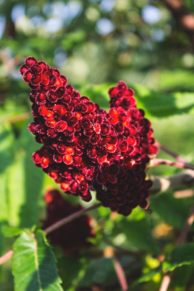 Dye Plants in Curious Spaces - Sumac