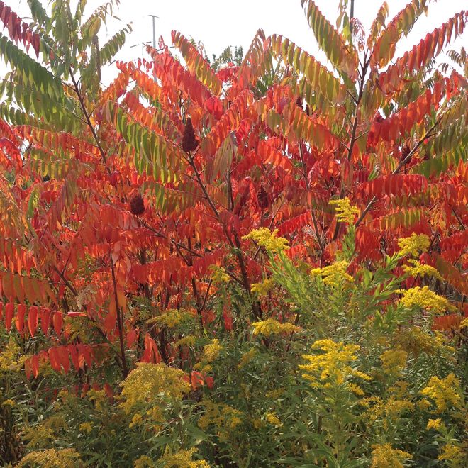 Dye Plants in Curious Spaces - Sumac