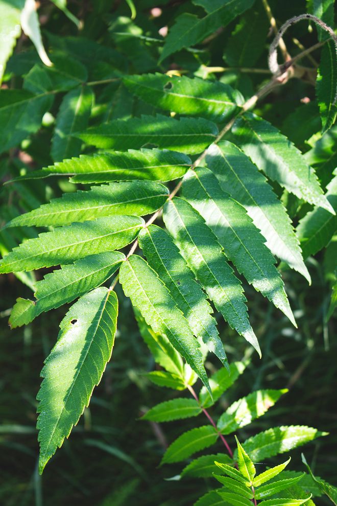 Dye Plants in Curious Spaces - Sumac