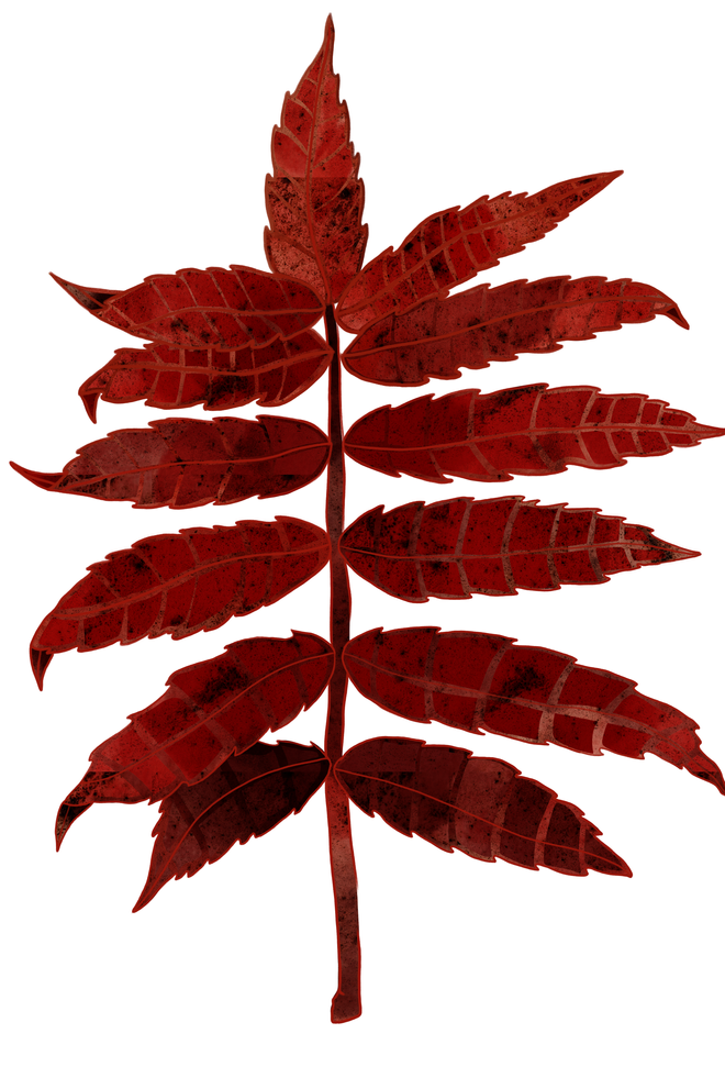 Dye Plants in Curious Spaces - Sumac