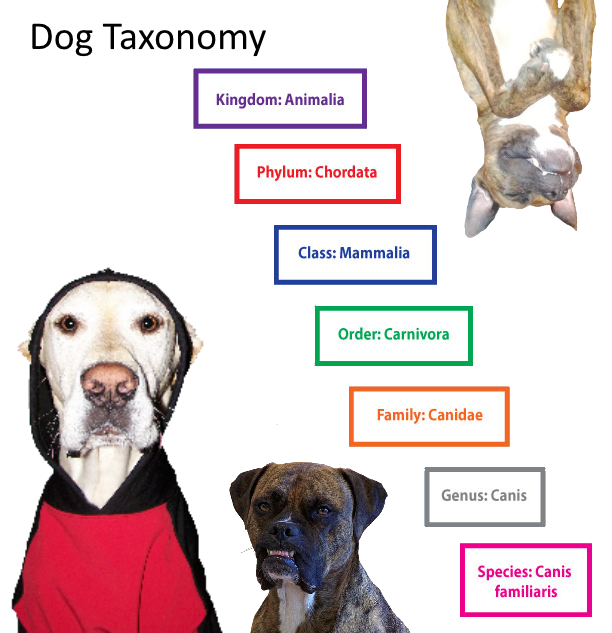 What Is A Dogs Kingdom Phylum Class Order Family Genus And Species