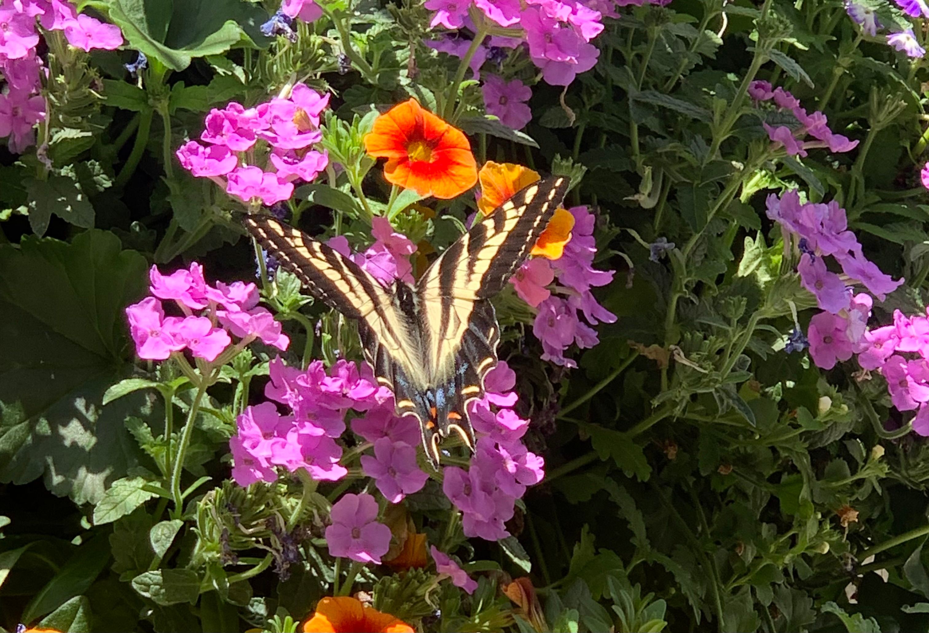 Pacific Opera Victoria "Voices In Nature" June 16 -26, 2023