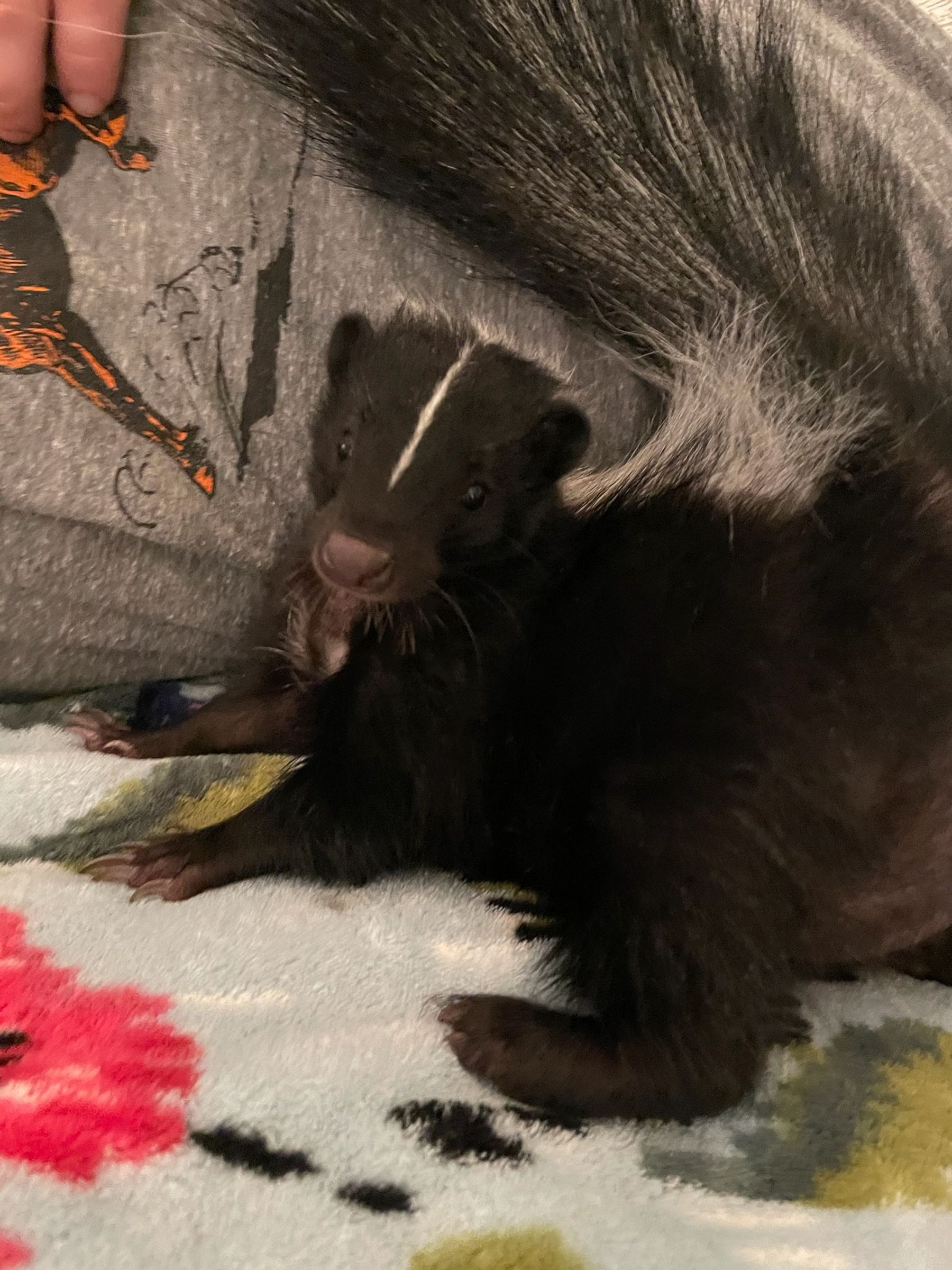 Pet Skunk Advocates & Rescue
