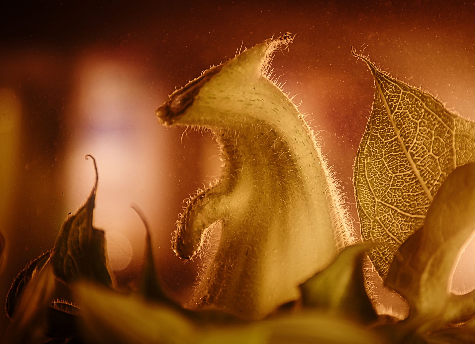 Greg Sheehan - Photos