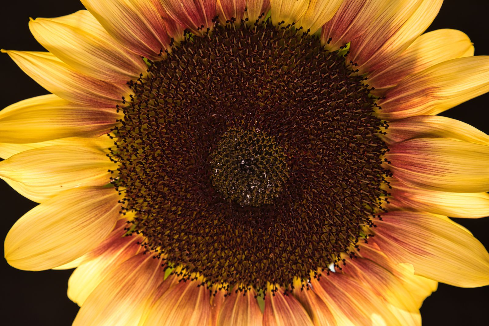 Greg Sheehan - Photos