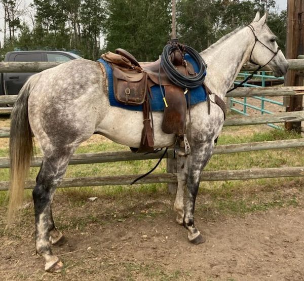 Anderson Performance Horses - For Sale