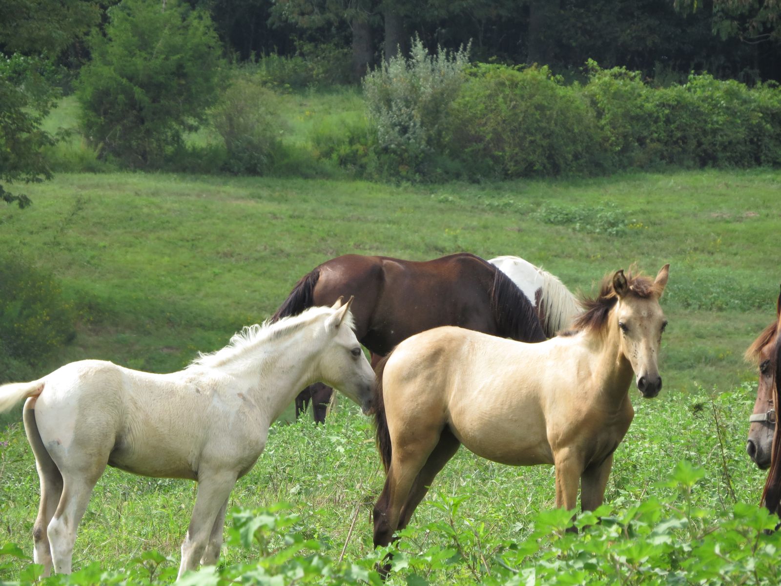 H & H Stables