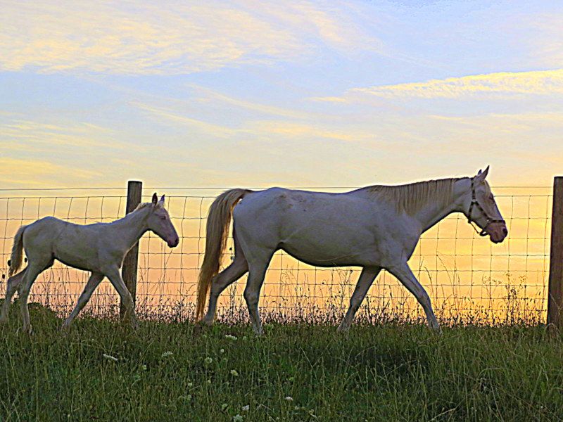 H & H Stables