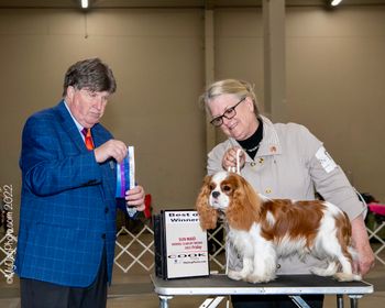 Harrington Cavaliers - Chevy