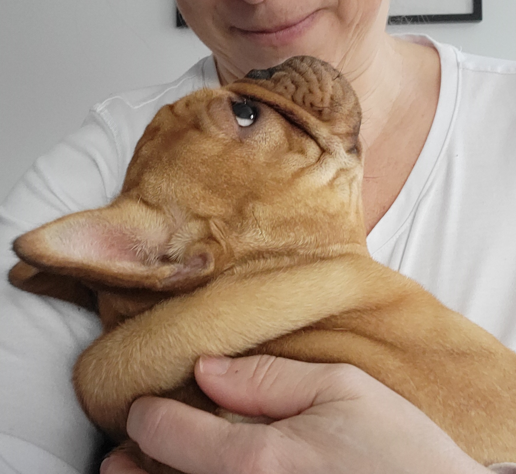 The Science Behind the Human and Dog Bond