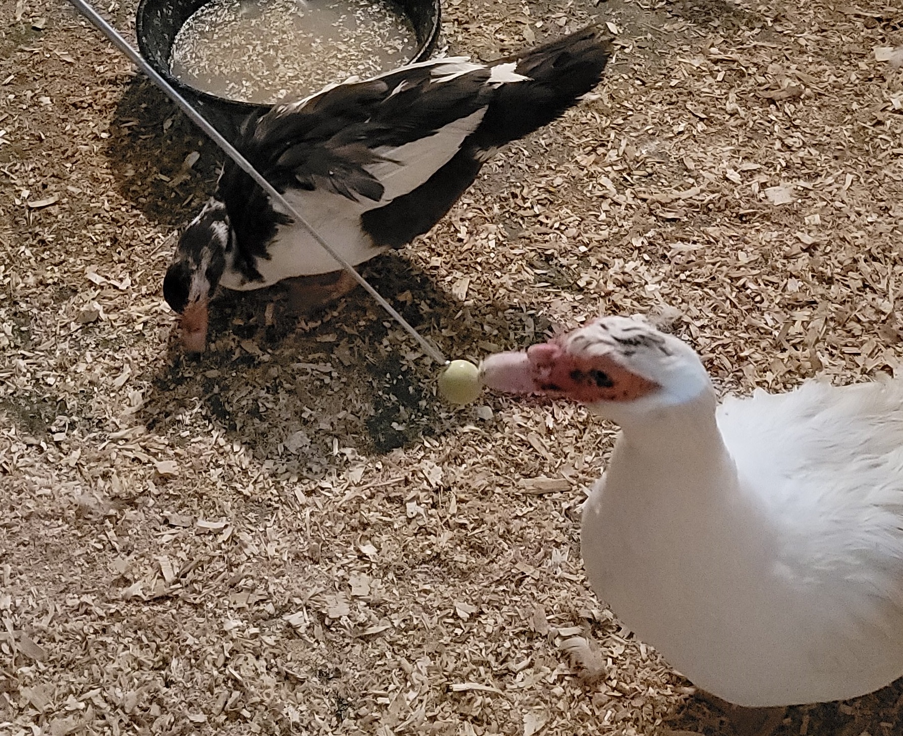 Why Training Exotic Animals Benefits Dog Trainers