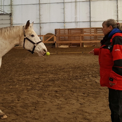 Seminars and workshops for professional dog trainers