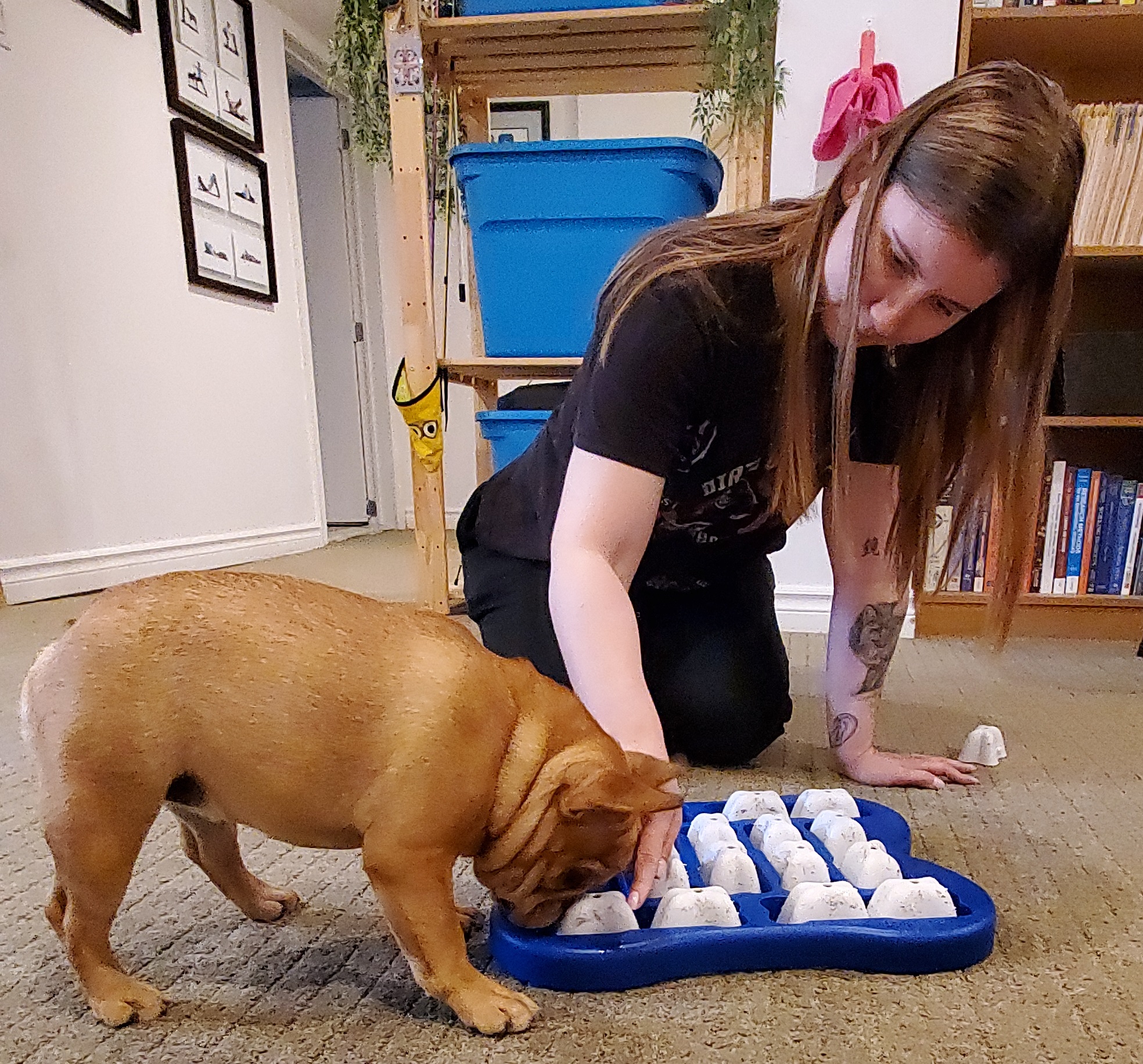 Hands-On versus Online Learning When looking for Professional Dog ...