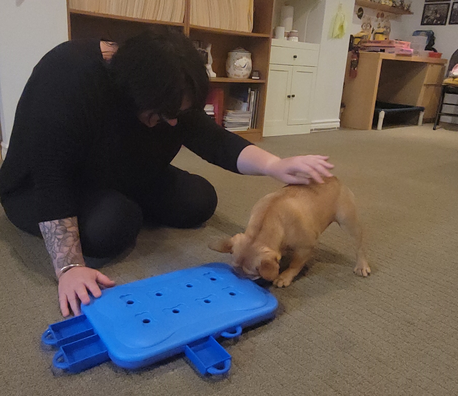 The Rise of Constructivism in Dog Training: From Theory to Practice