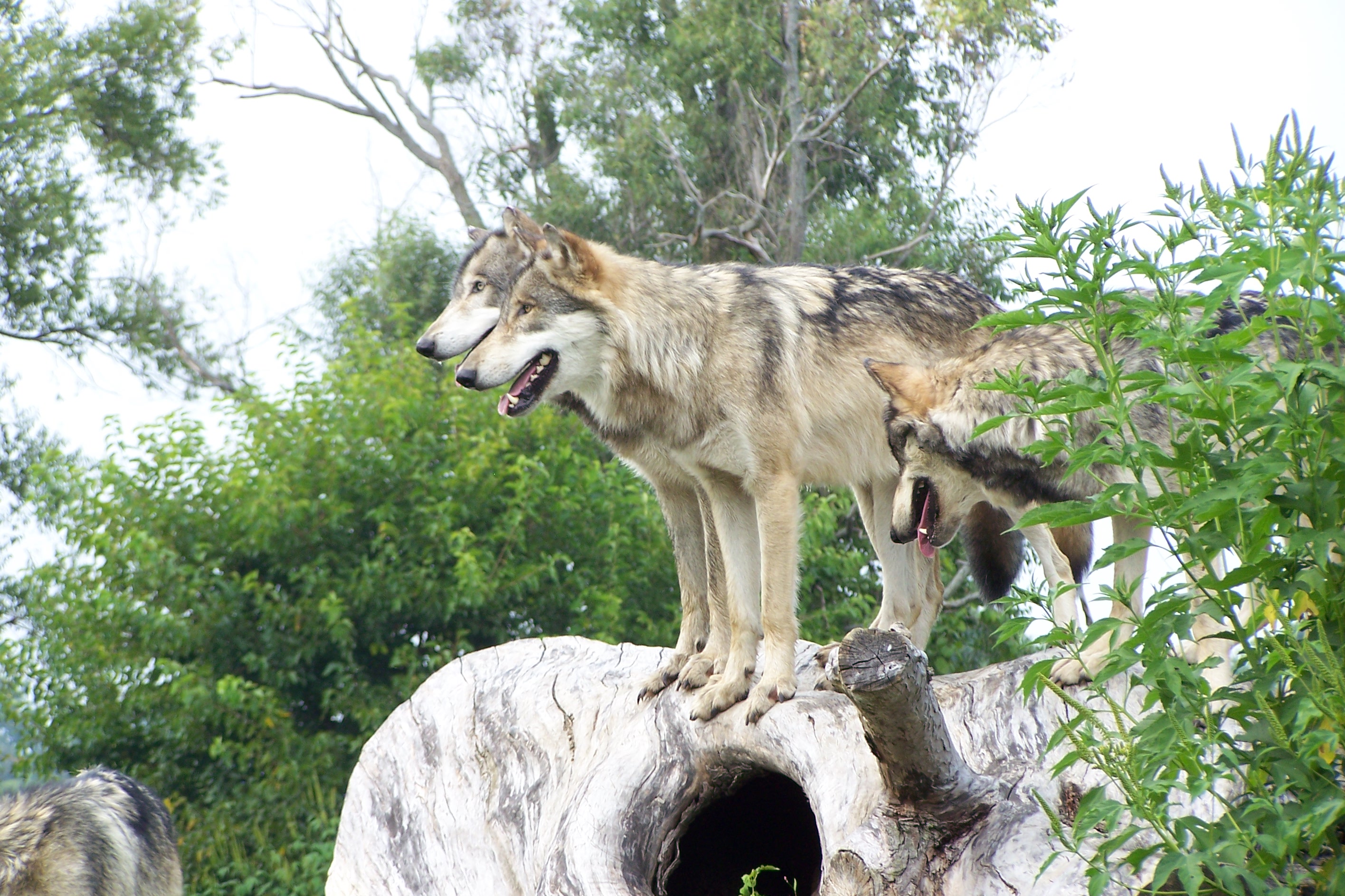Unpacking the Differences Between Dog and Wolf Physiology and Biology