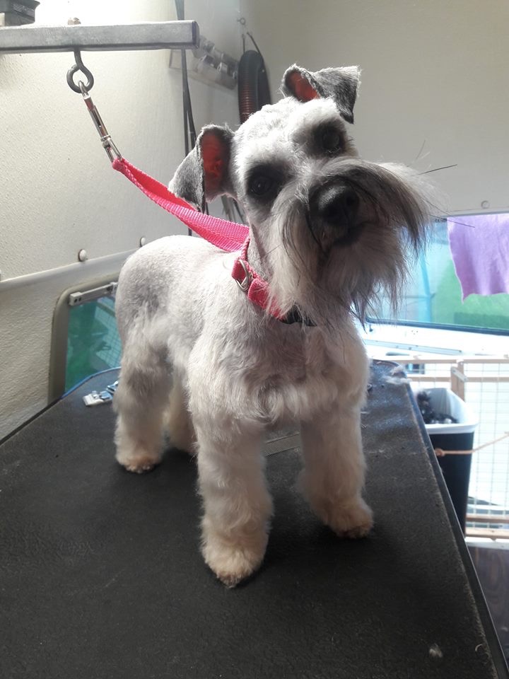 Schnauzer-cut-groom