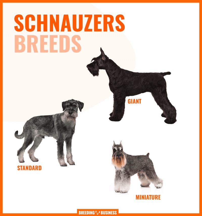 Miniature-schnauzer-toy