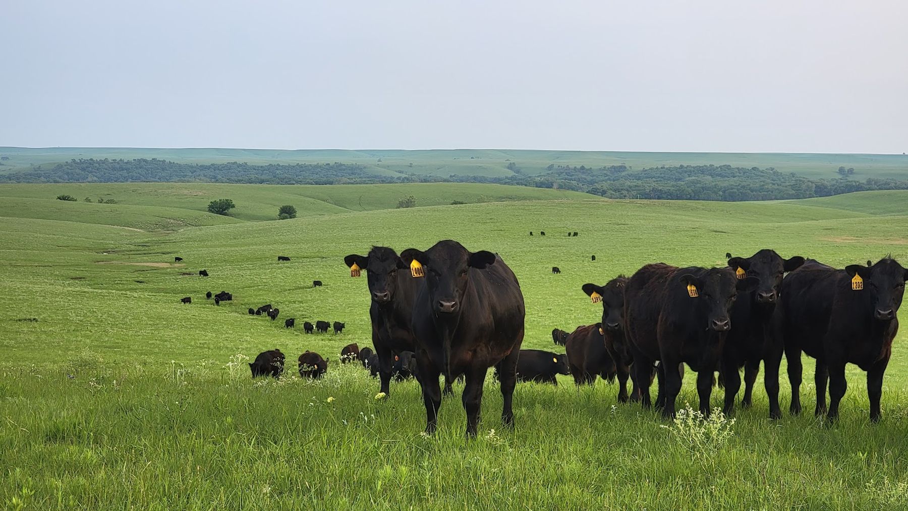 Tallgrass Express - How to Be Bovine