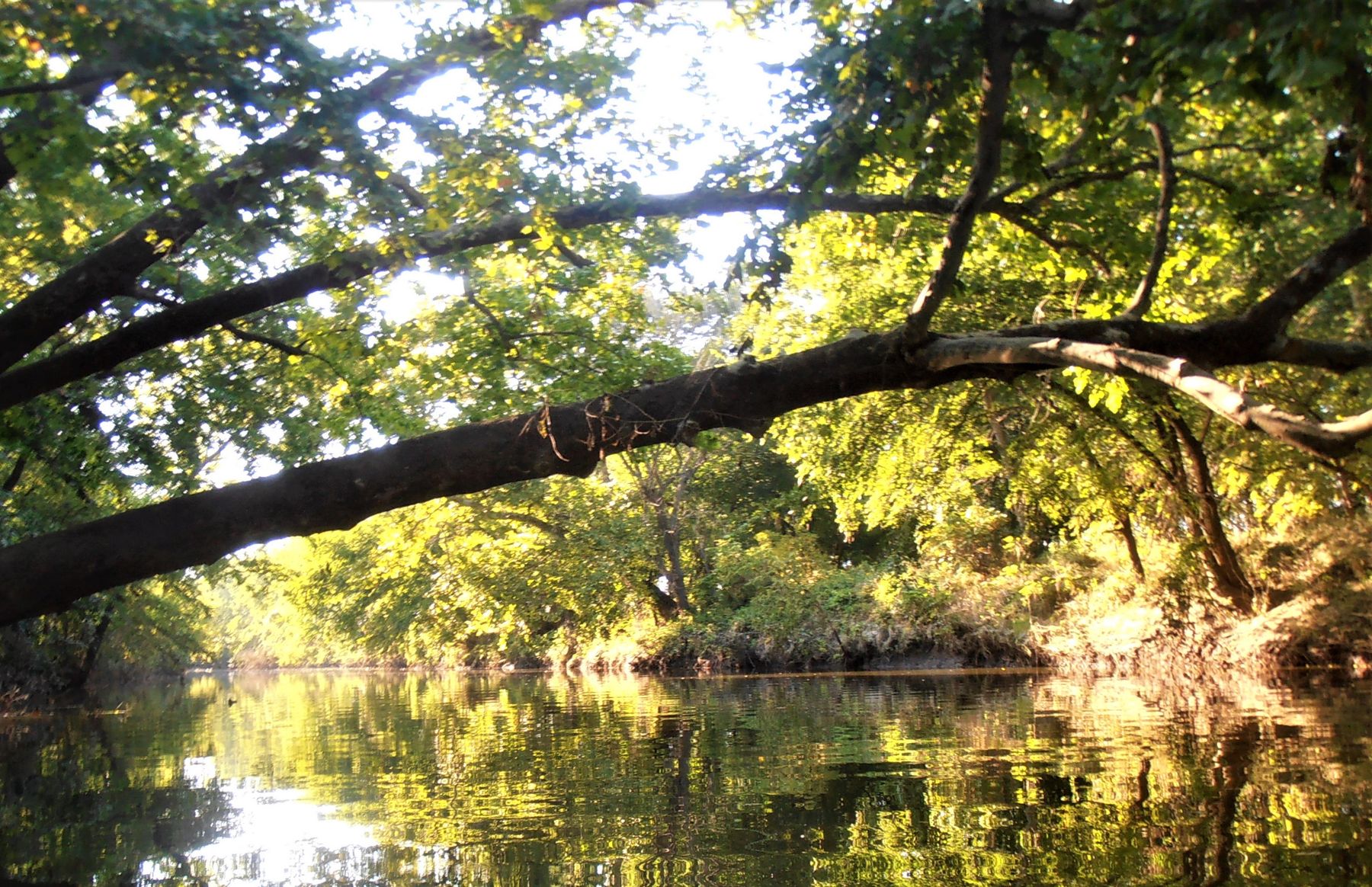 Tallgrass Express - To the Sycamore Tree