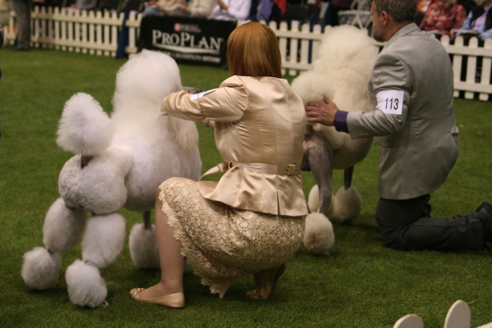 Apparition Poodles: Quality Breeder of Standard Poodles in St. Louis ...
