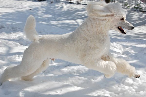 Apparition Poodles: Quality Breeder of Standard Poodles in St. Louis ...
