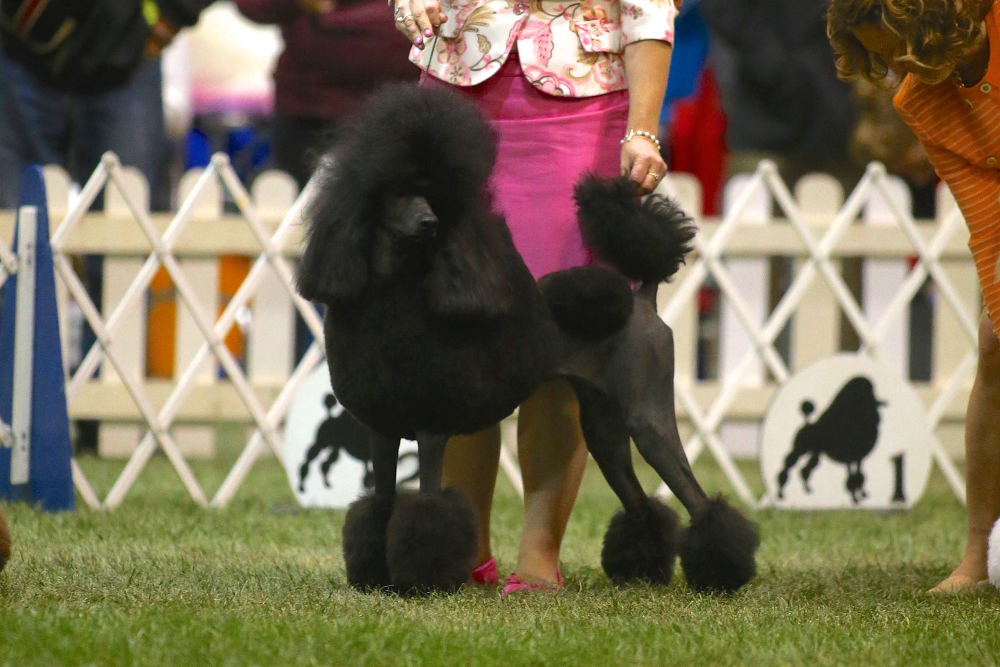 Poodle Club of America National Specialty Show 2015