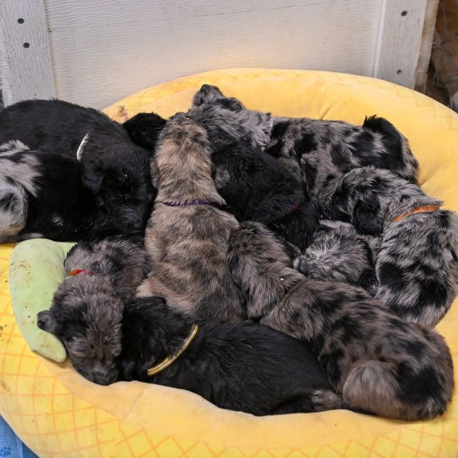 Cyclone Ridge Doodles - Irish Wolfhound Poodle Mix (Irish Wolfadoodle)