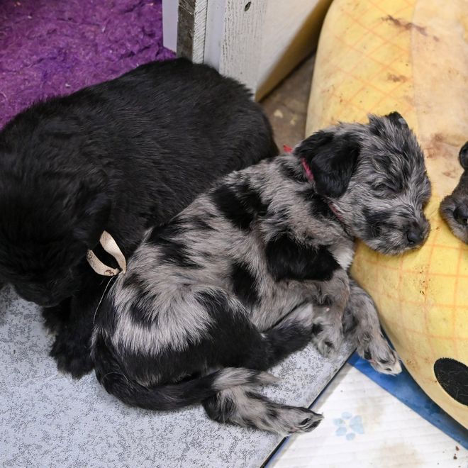 Cyclone Ridge Doodles - Irish Wolfhound Poodle Mix (Irish Wolfadoodle)