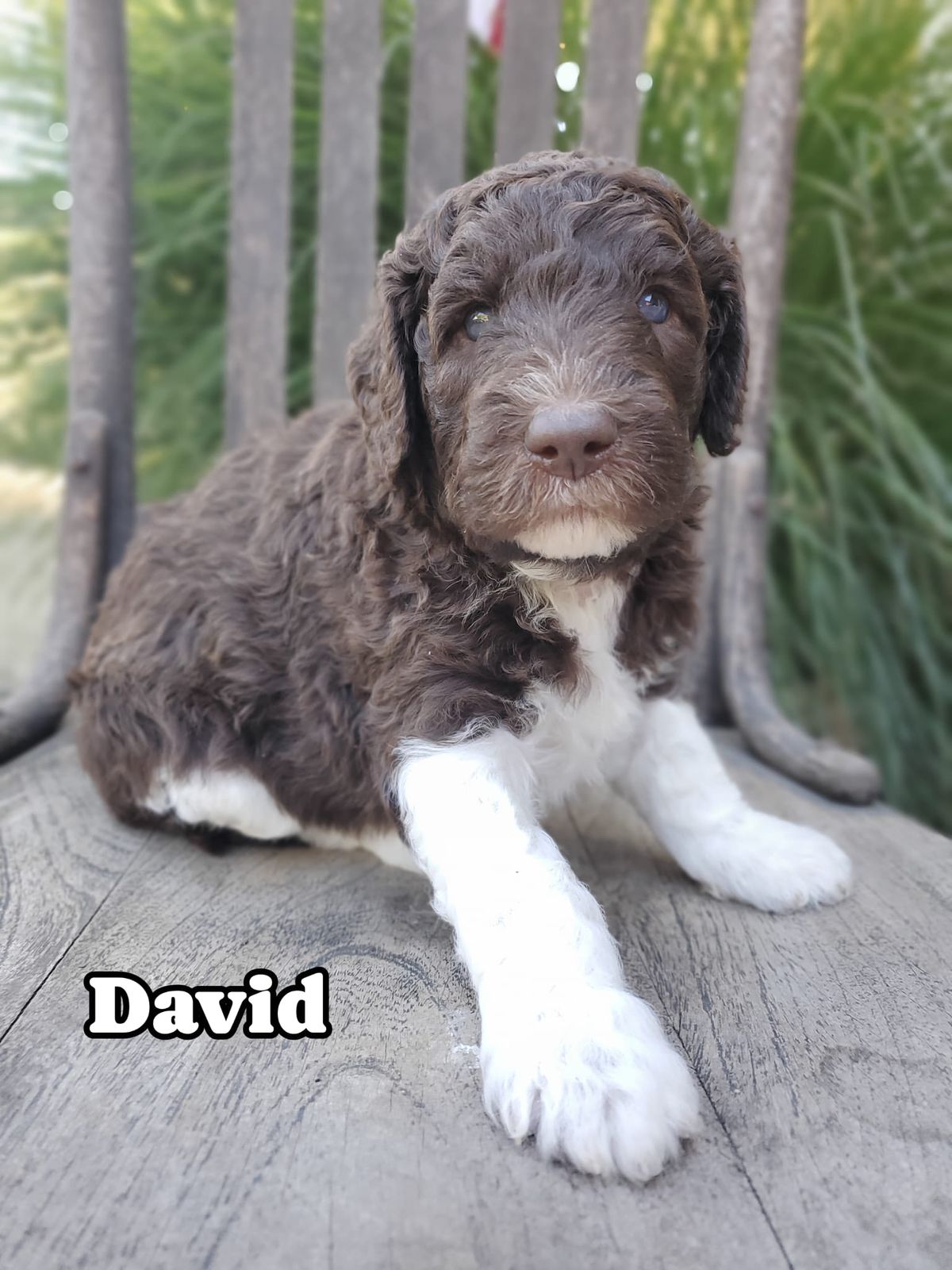 Cyclone Ridge Doodles - Twisted Like A Pretzel