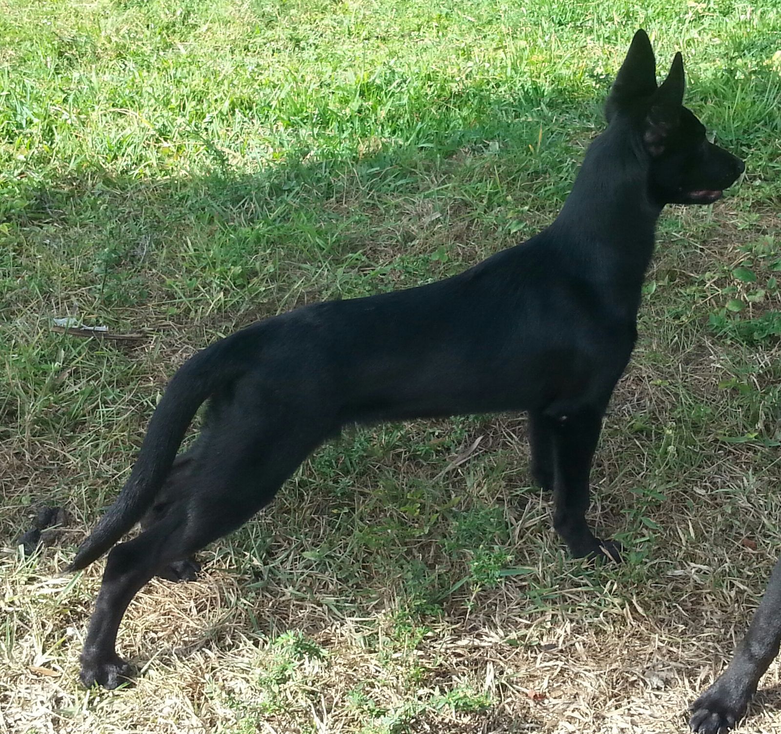 Buckingham Cavaliers/Blitzenhaus Rottweilers & German Shepherds - Available