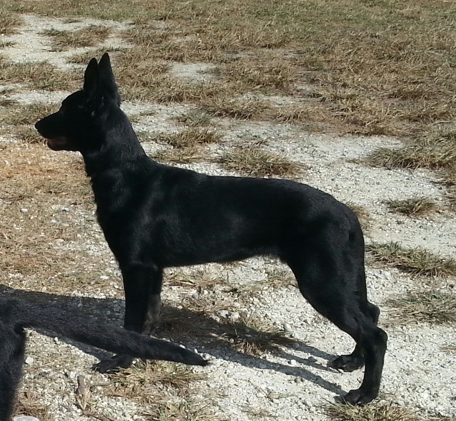 Buckingham Cavaliers/Blitzenhaus Rottweilers & German Shepherds - Dutch ...