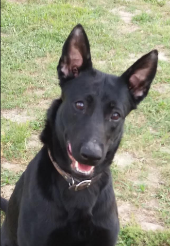 Buckingham Cavaliers/Blitzenhaus Rottweilers & German Shepherds - Dutch ...