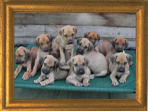 Kengali Rhodesian Ridgebacks - Are They Right For You?