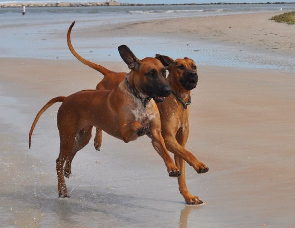 Kengali Rhodesian Ridgebacks - JETHRO