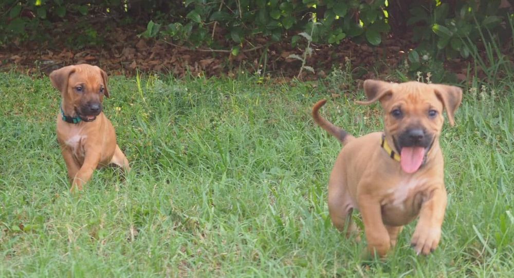 Kengali Rhodesian Ridgebacks - PUPPIES