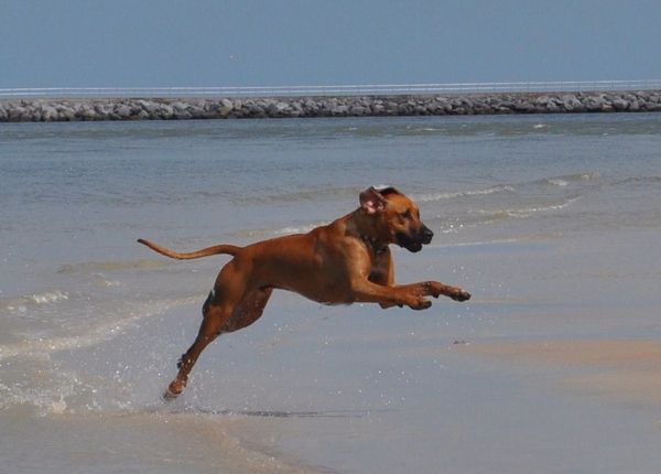 Kengali Rhodesian Ridgebacks - JETHRO