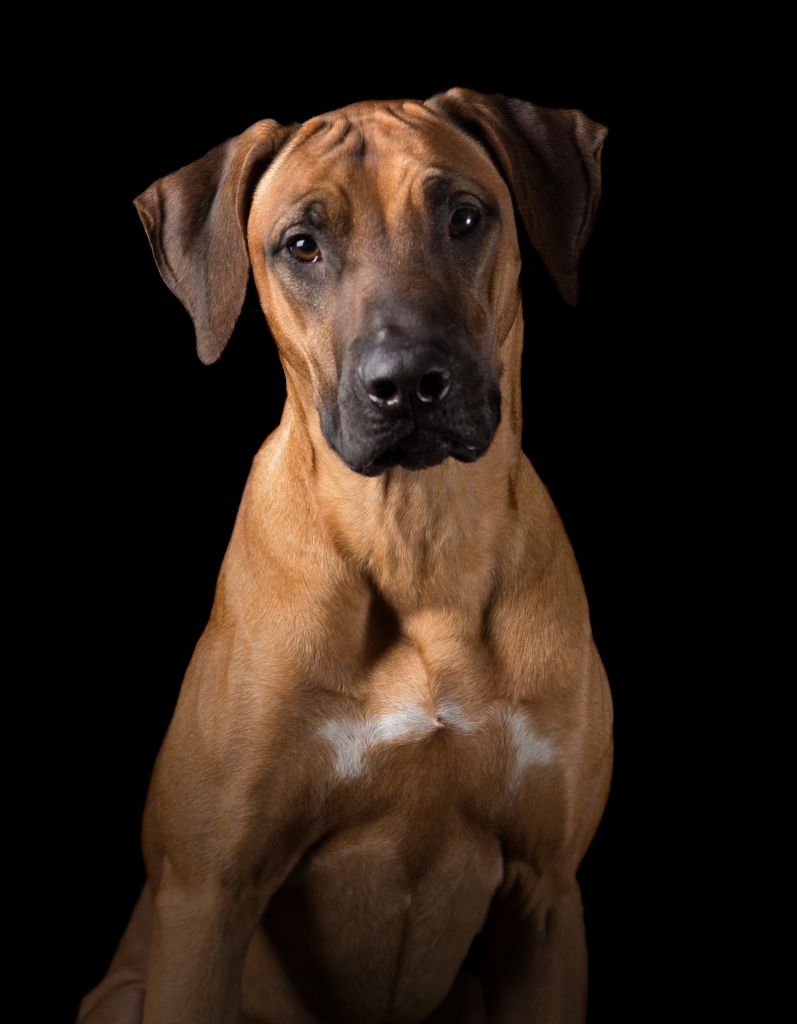 Kengali Rhodesian Ridgebacks - BONO!