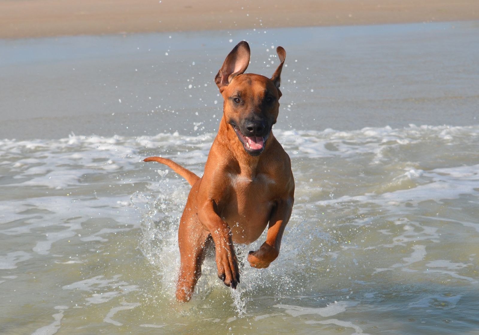 Kengali Rhodesian Ridgebacks - BONO!
