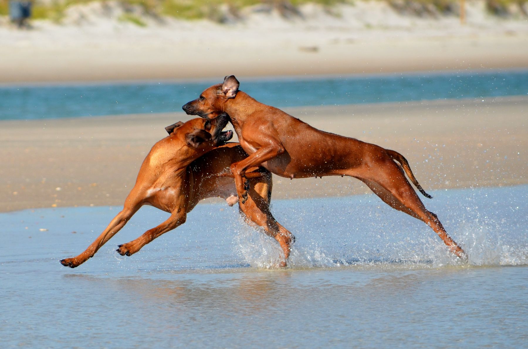 Kengali Rhodesian Ridgebacks - Contact Us