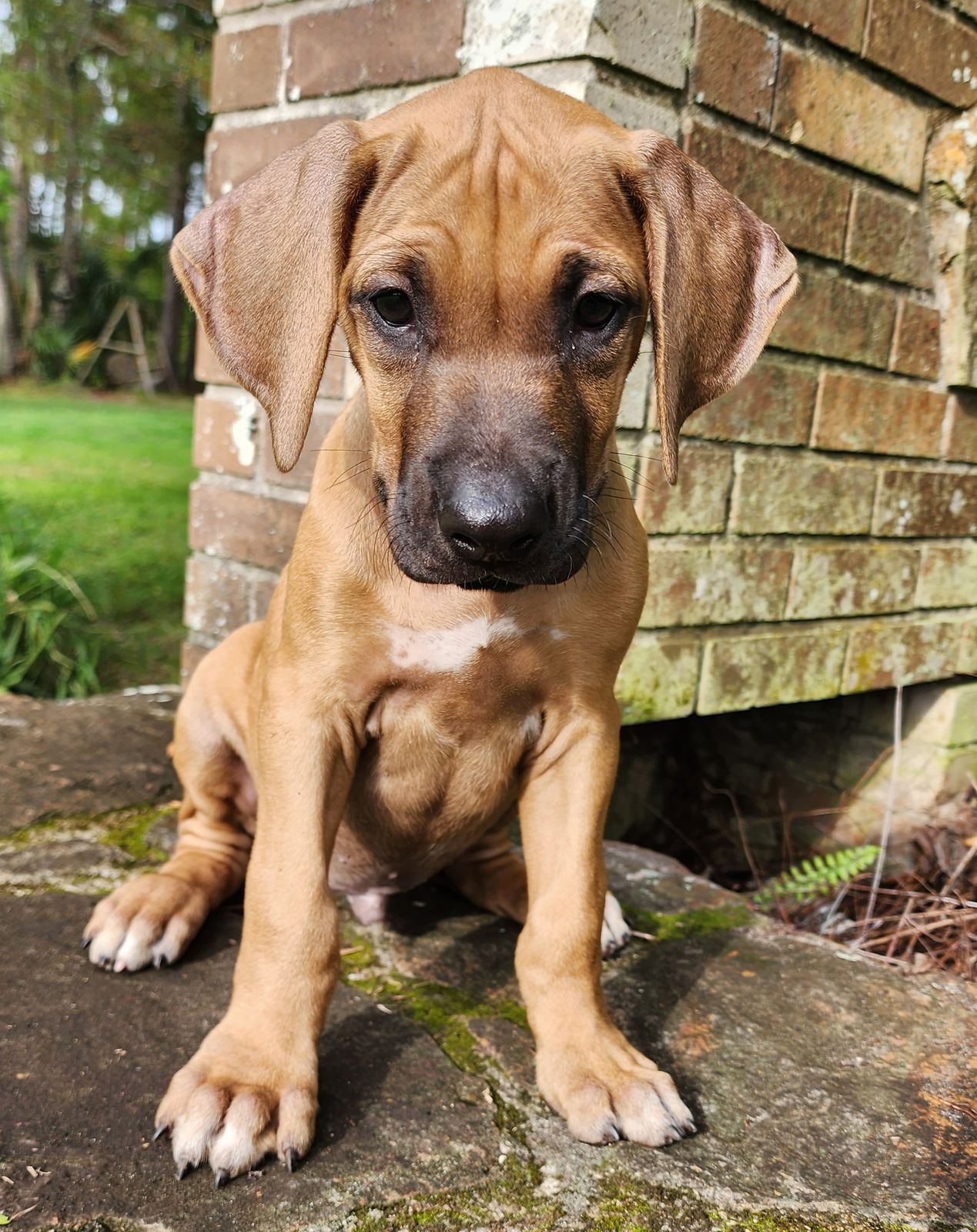 Kengali Rhodesian Ridgebacks - PUPPIES
