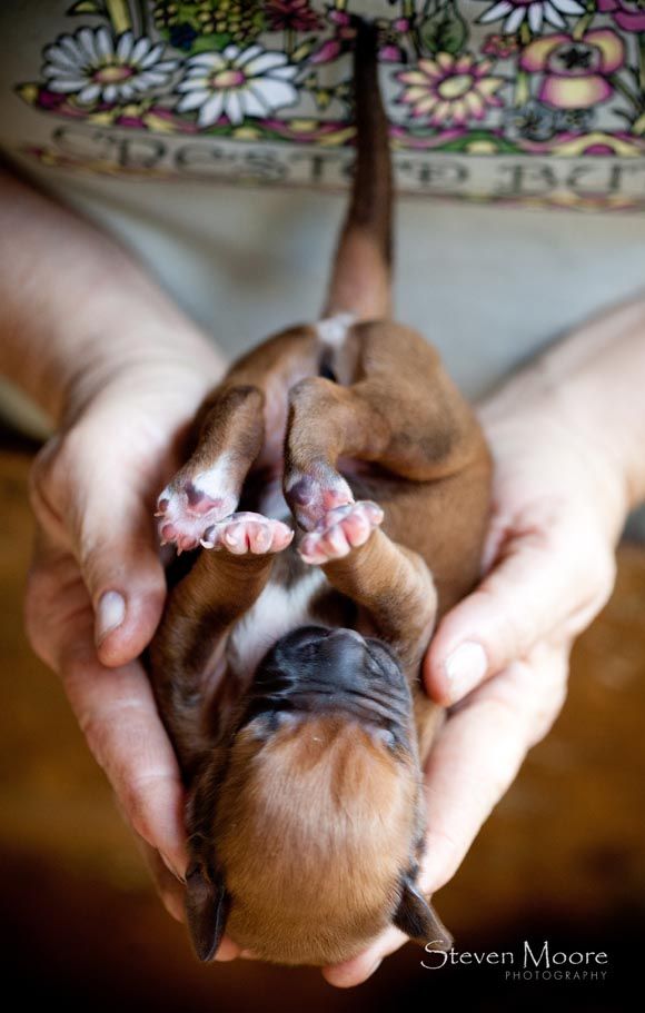 Kengali Rhodesian Ridgebacks - PUPPIES
