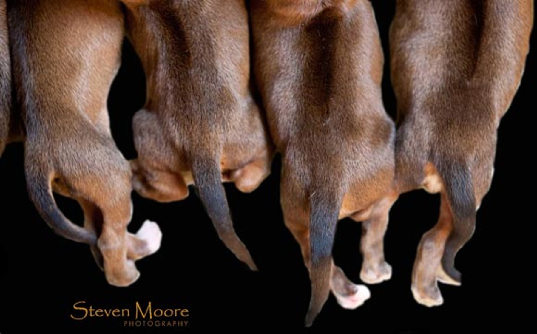 Kengali Rhodesian Ridgebacks - PUPPIES