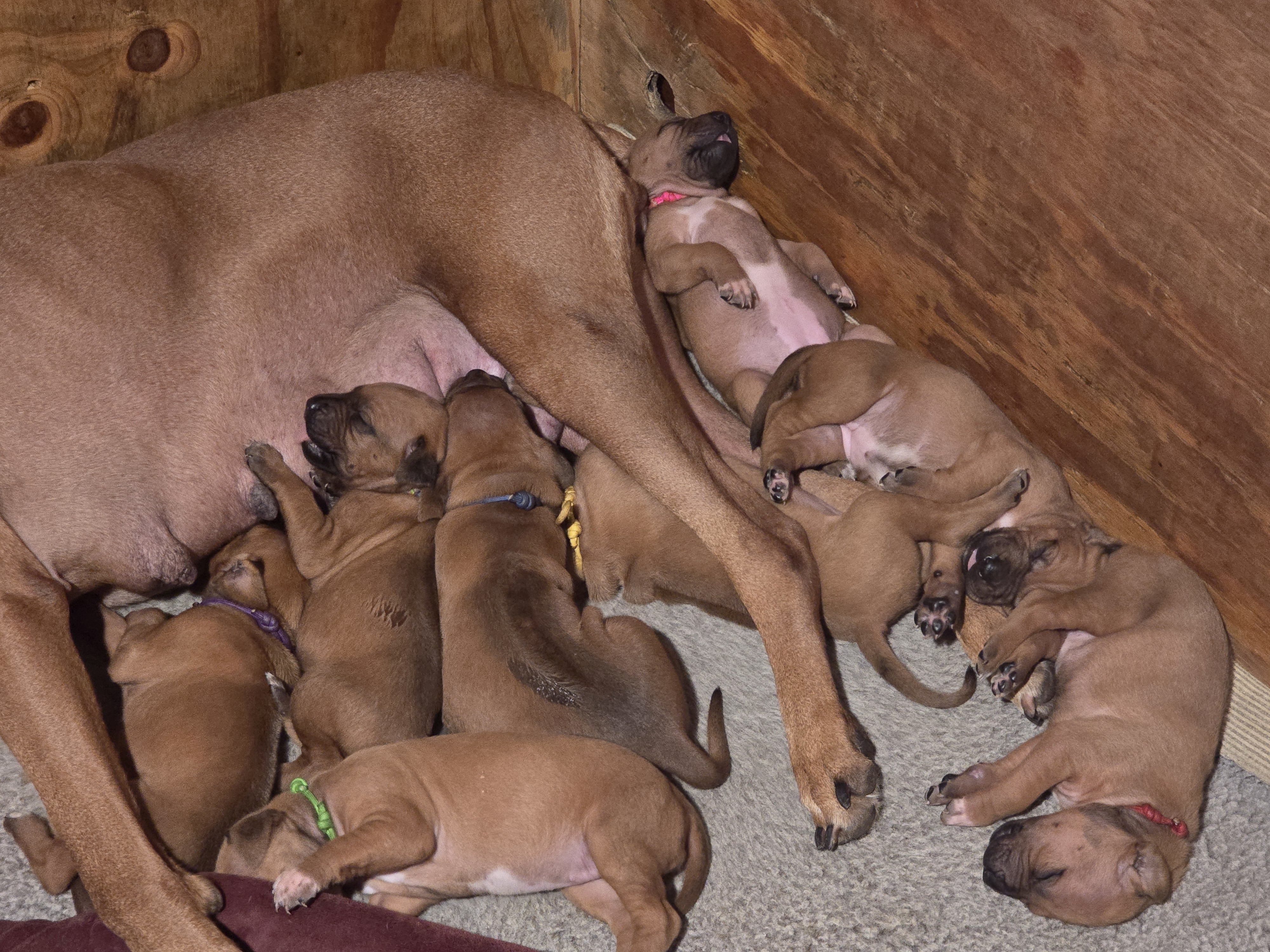 Kengali Rhodesian Ridgebacks - Maddie Pups