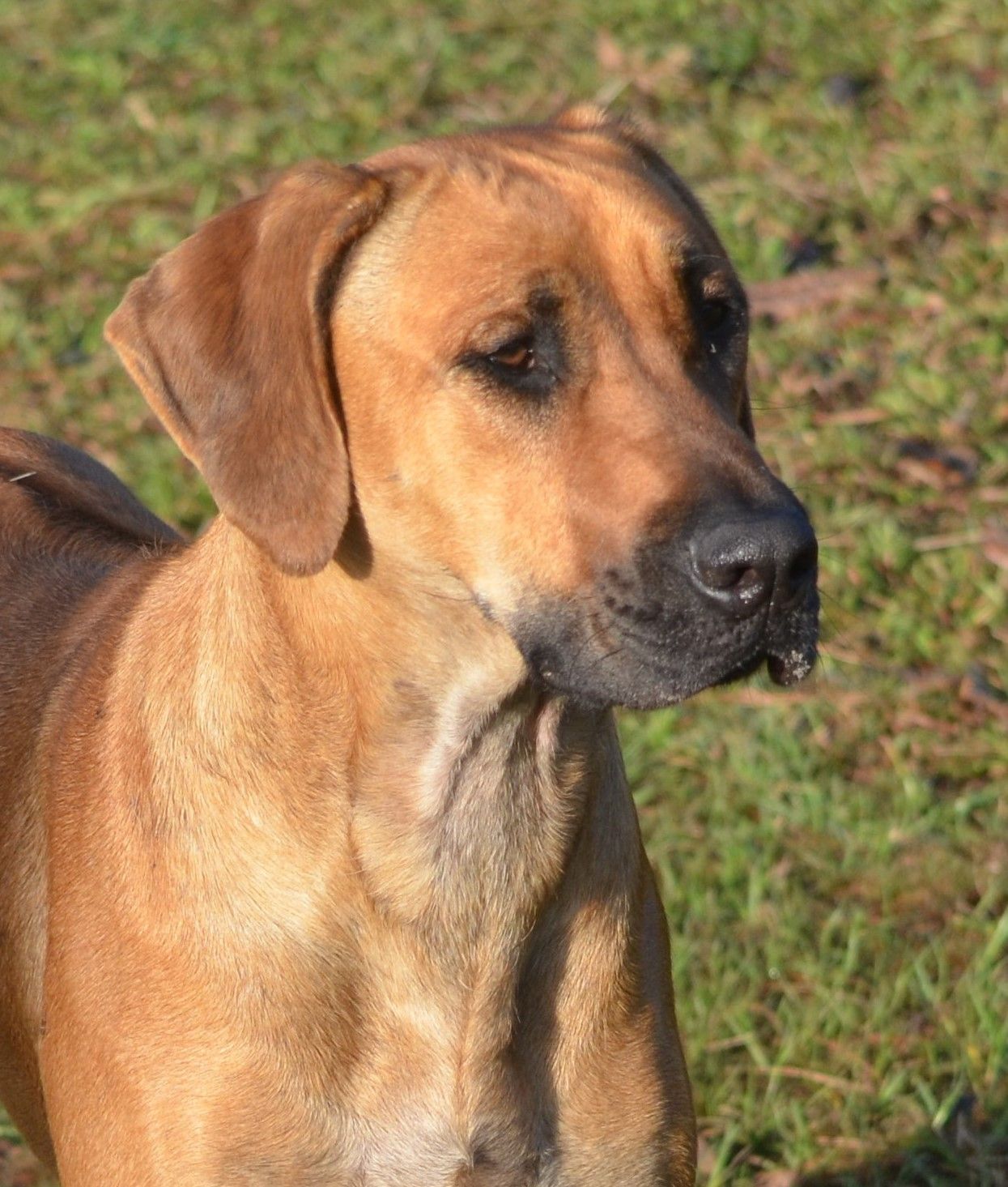 Kengali Rhodesian Ridgebacks - GILLY GIRL!