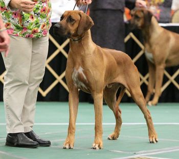 Kengali Rhodesian Ridgebacks - JETHRO