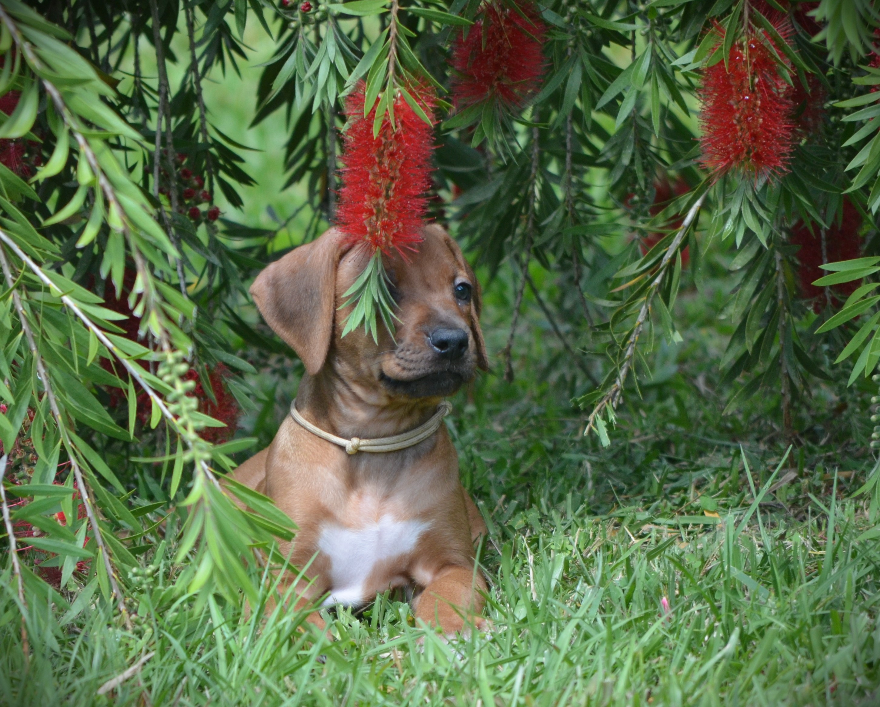 Kengali Rhodesian Ridgebacks