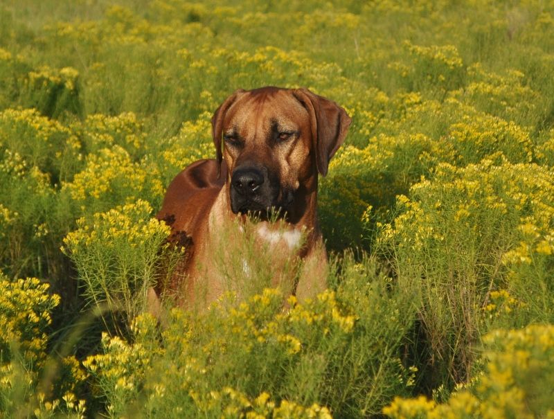 Kengali Rhodesian Ridgebacks - JETHRO