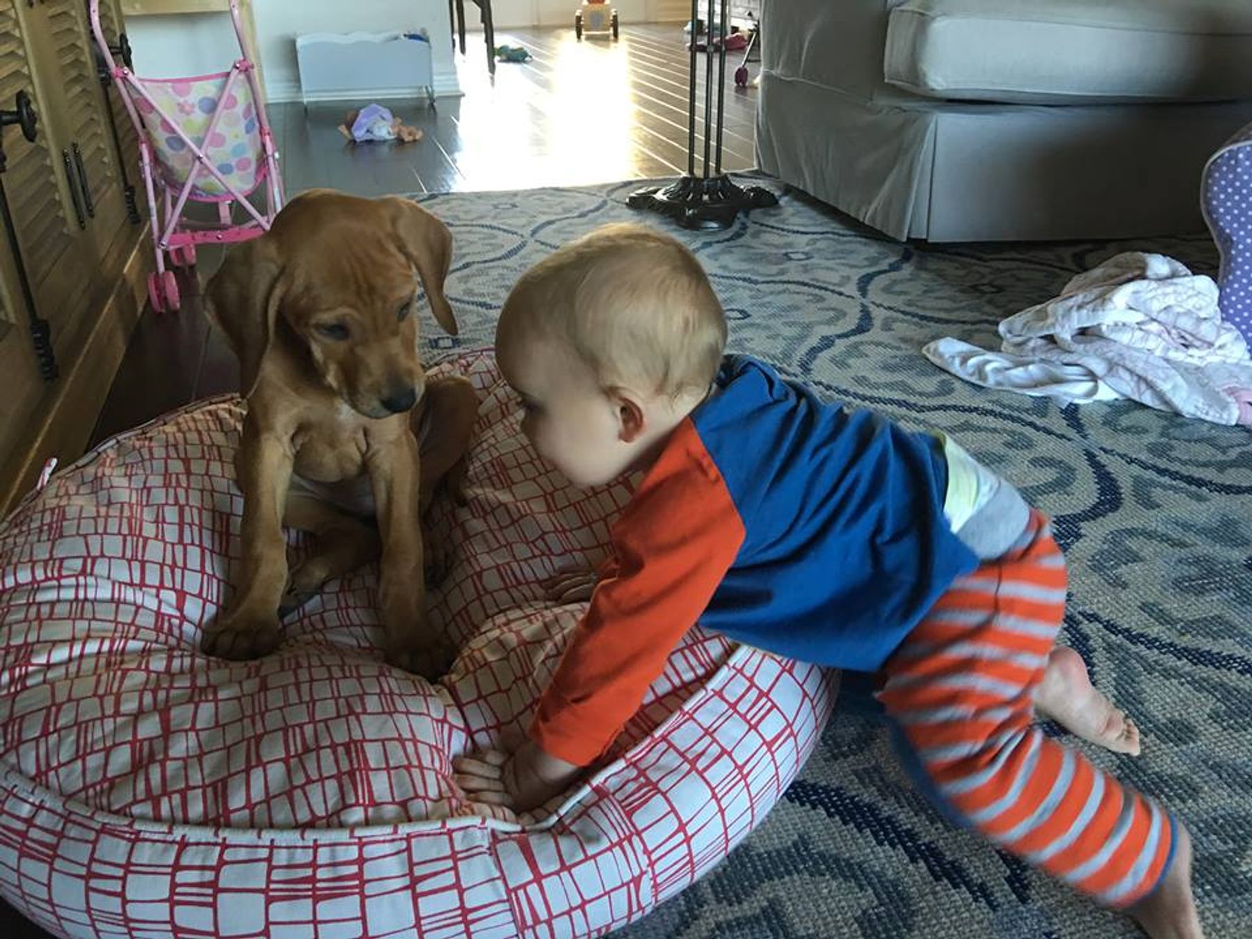 Kengali Rhodesian Ridgebacks - PUPPIES