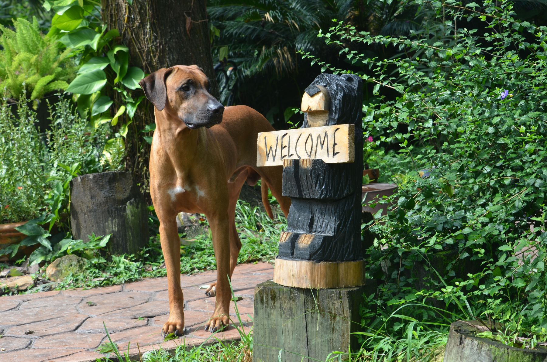 Kengali Rhodesian Ridgebacks - BONO!