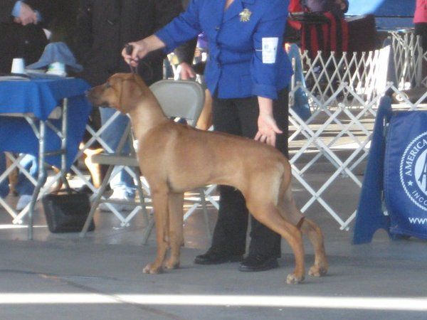 Kengali Rhodesian Ridgebacks - JETHRO